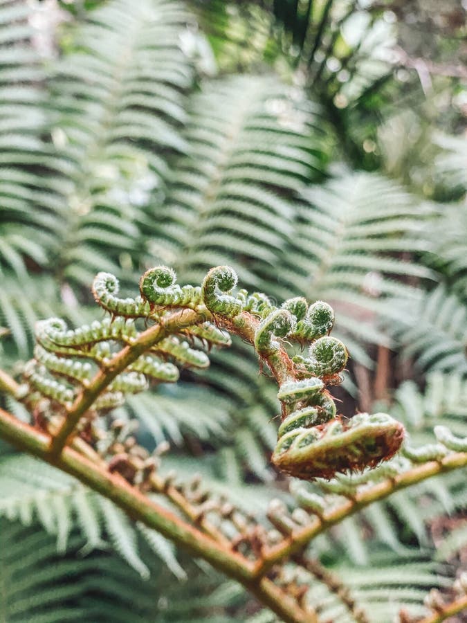 Fern tree stock image. Image of opening, leaf, tree - 200863629