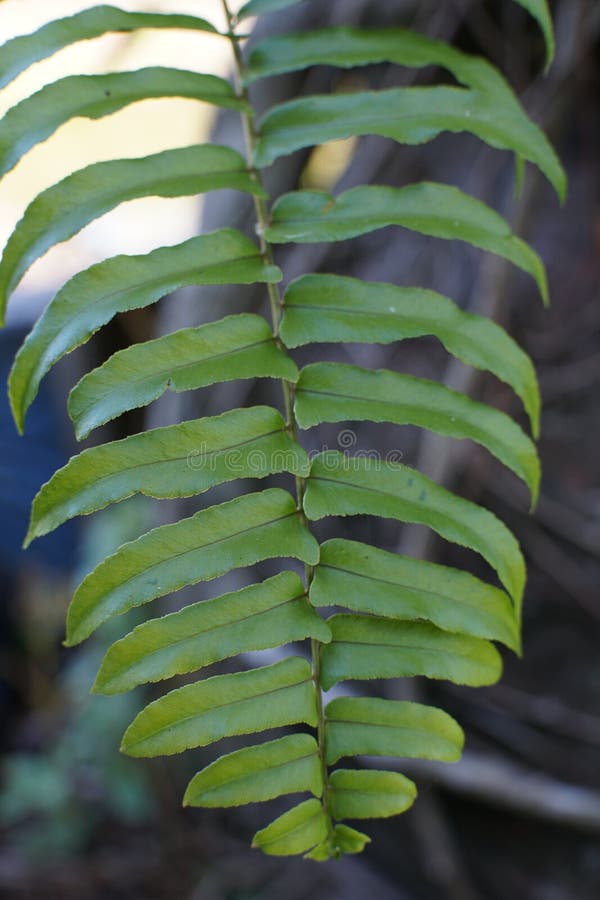 Fern tree leaves 7 stock photo. Image of tree, fern - 269370842