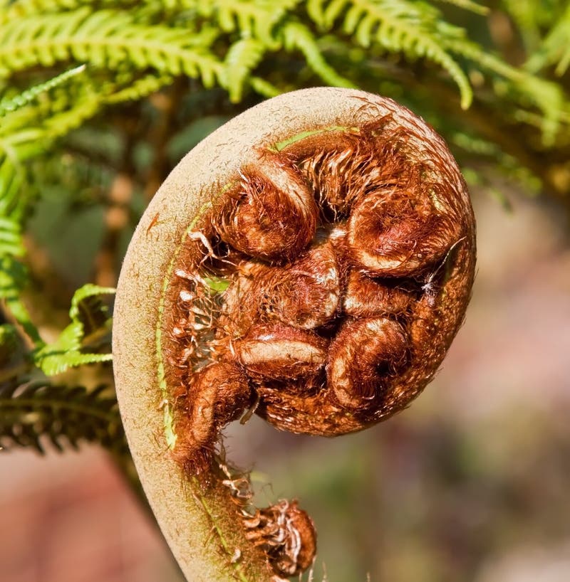 Fern Tree new leaf curl stock photo. Image of fern, nature - 12514740