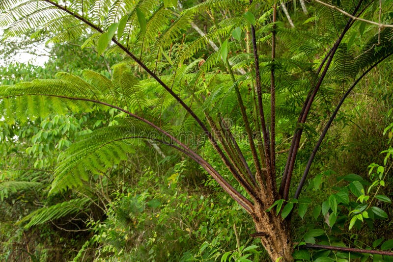 Fern tree from side view stock photo. Image of wild - 256638156