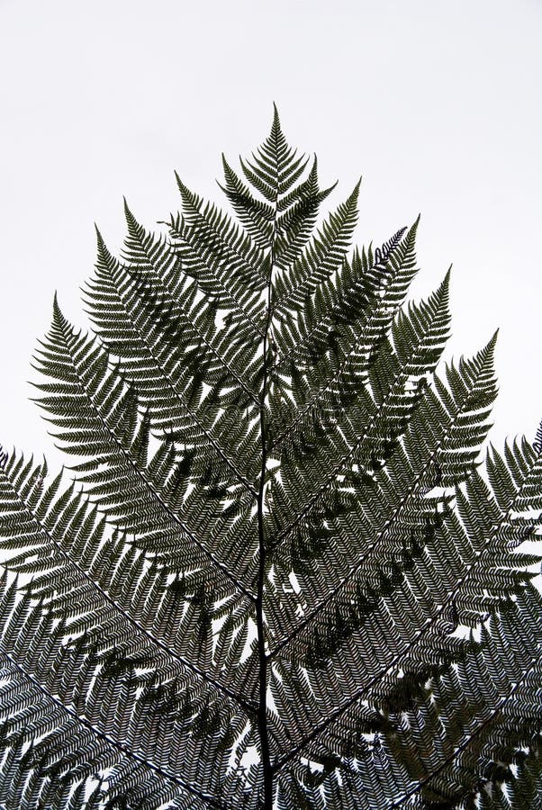 Fern tree silhouette stock photo. Image of natural, background - 14113686