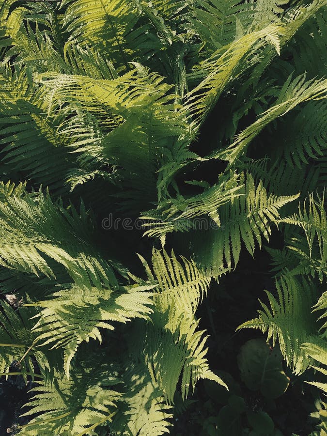 Fern tree texture stock image. Image of quiality, grass - 96074801
