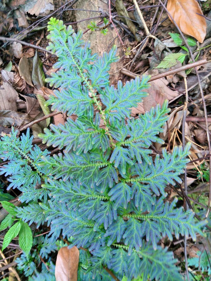 Fern tree west java stock image. Image of fern, forest - 205675271