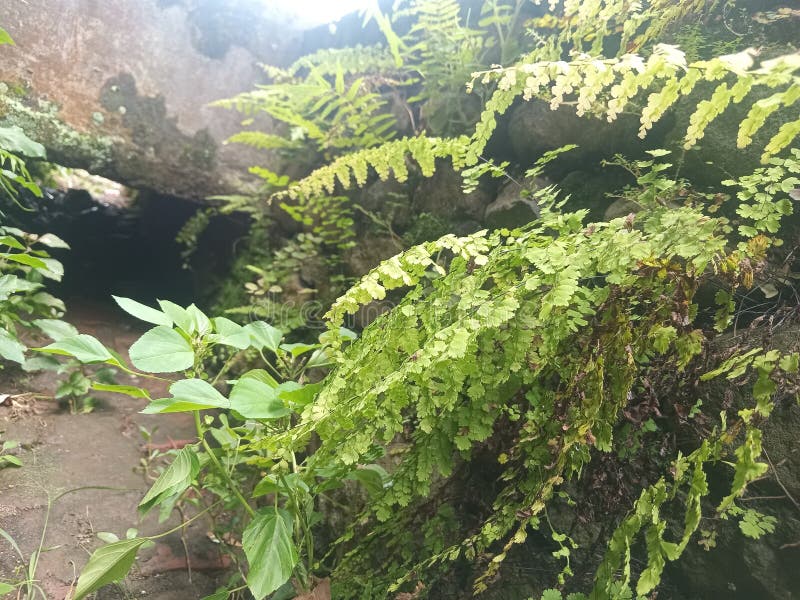 Culverton Stock Photos - Free & Royalty-Free Stock Photos from Dreamstime