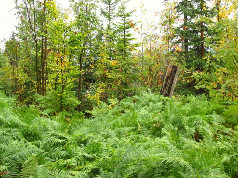 Fern and trees stock photo. Image of plants, woodland - 60115142