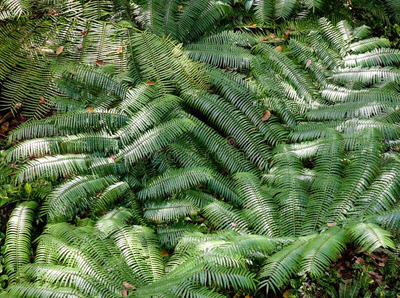 124 Fern Trees Street City Stock Photos - Free & Royalty-Free Stock ...