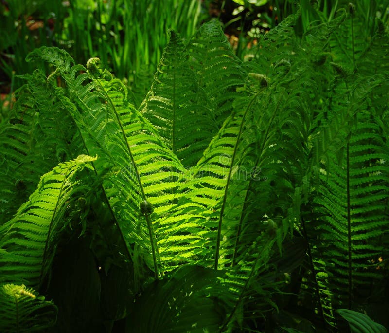 Fern under a sun stock photo. Image of park, plants, grass - 71084374