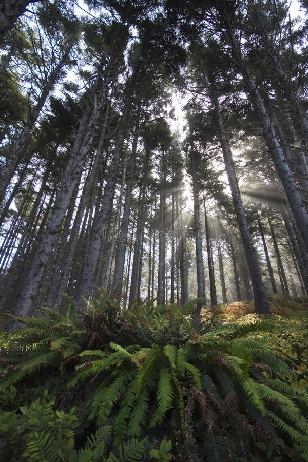 Fern Under Tall Trees Misty Stock Photo - Image of shady, earth: 12423712