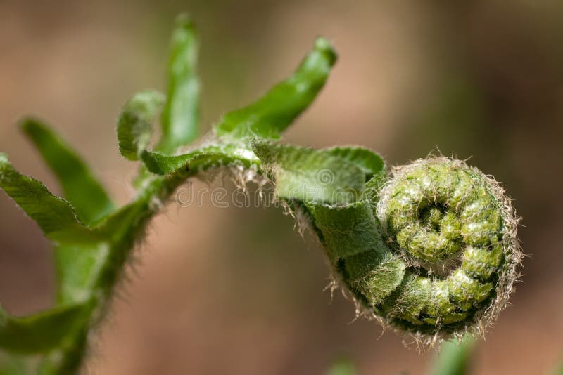 Fern Unfurlin Stock Photos - Free & Royalty-Free Stock Photos from ...