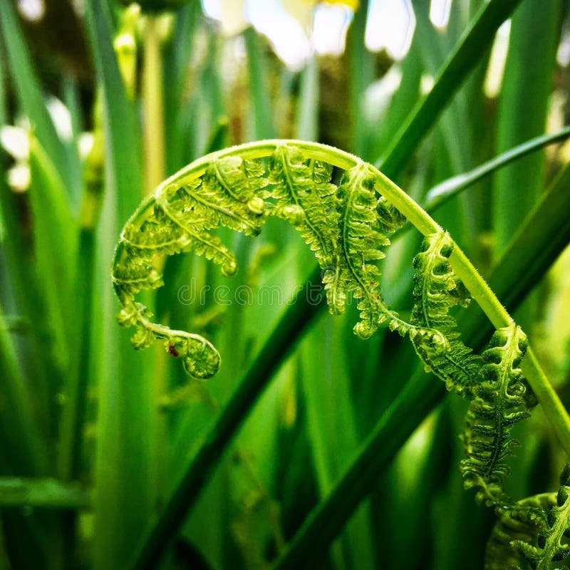 Fern unfurling stock image. Image of fern, patten, furling - 115829219