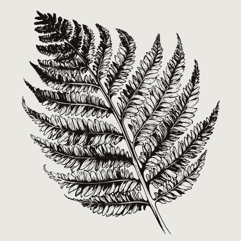 Botanical Fern Leaves Illustration Stock Vector - Illustration of ...