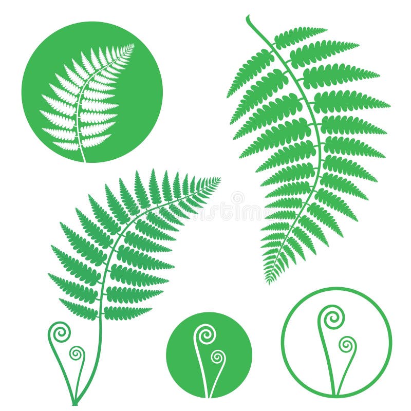 Fern stock vector. Illustration of green, emblem, branch - 51107026