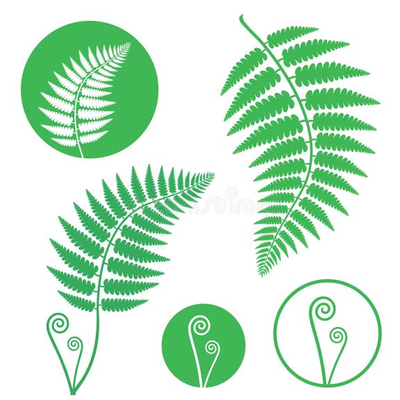 Fern stock vector. Illustration of green, emblem, branch - 51107026