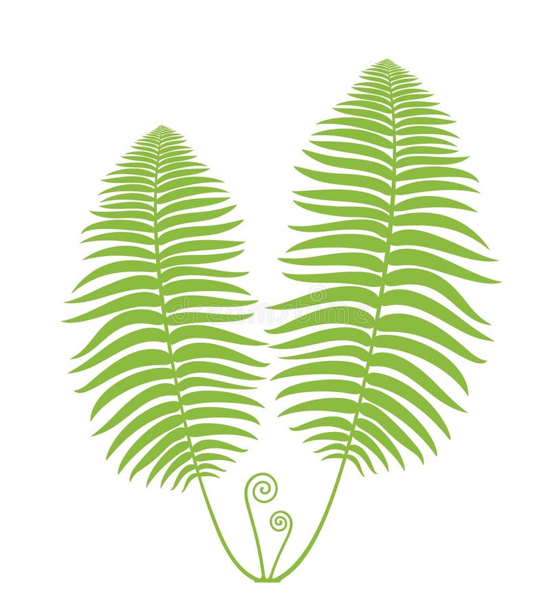 Fern. Vector stock vector. Illustration of element, outline - 88808607