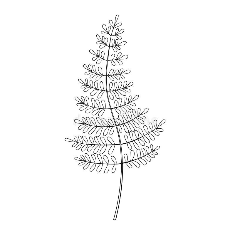 Fern Vector Sketch Outline Illustration. Forest Leaf Greenery ...