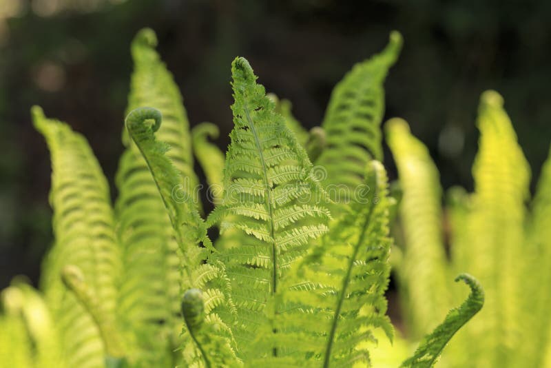 Fern stock photo. Image of flora, flower, outdoors, field - 70708942