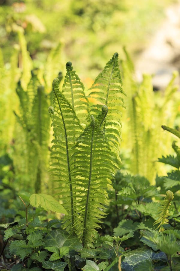 Fern stock photo. Image of flowers, green, beautiful - 70708956