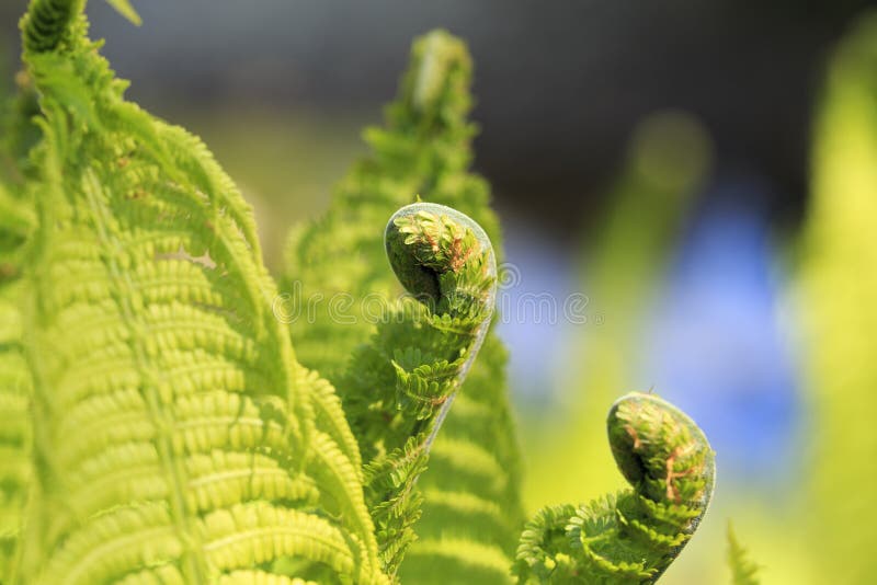 Fern stock photo. Image of outdoors, blossom, concept - 70708968