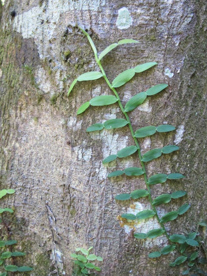 Fern Vine Growing on Large Tree Stock Photo - Image of forest, climbing ...