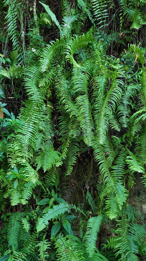 Fern stock photo. Image of spruce, tree, flower, wallpapers - 186801024