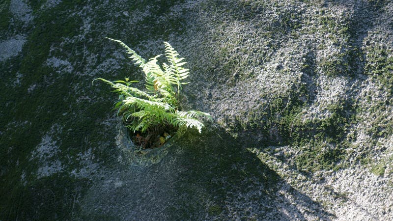 Fern on the wall stock photo. Image of green, sunlight - 96833210