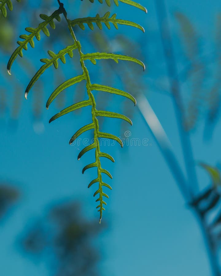 Fern Leaf View from the Back Side Stock Image - Image of underneath ...