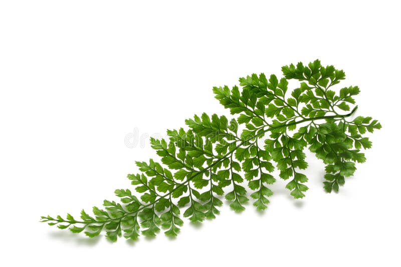 Ferns stock image. Image of determination, metaphor, daring - 4884609