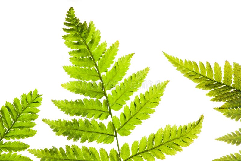 Fern on a white background stock image. Image of beautiful - 27626601