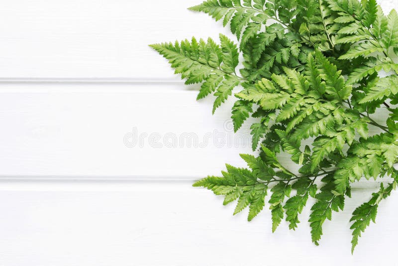 Fern on White Wooden Background Stock Photo - Image of blank, branch ...