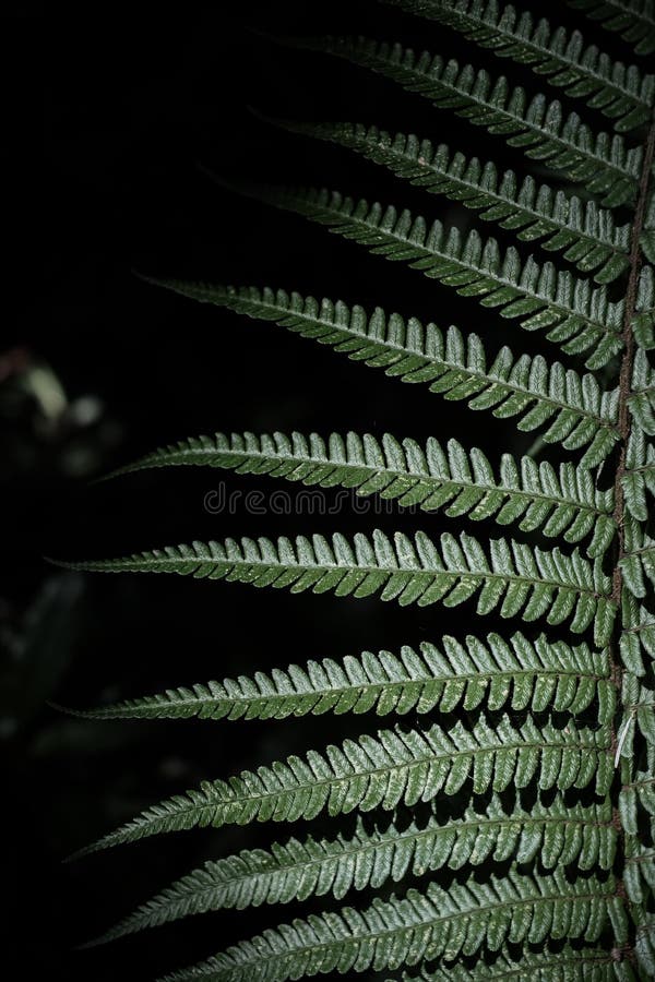 Fern on woodland walk stock image. Image of woodland - 195748741