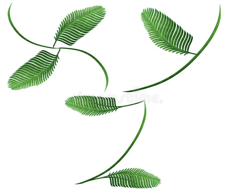 Fern words stock illustration. Illustration of plant - 22199518