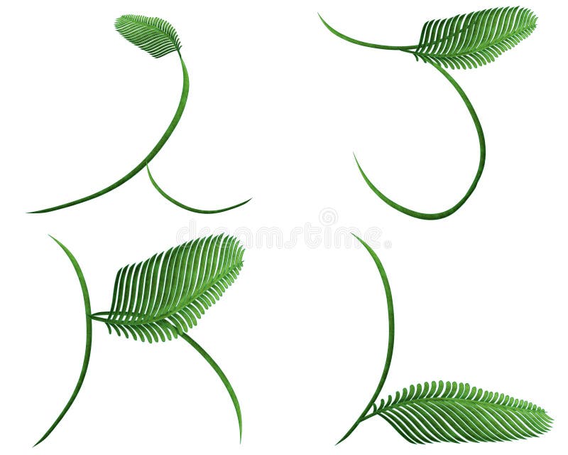 Fern words stock illustration. Illustration of plant - 22199518