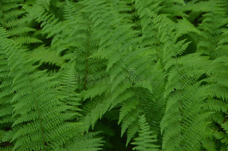 Ferns stock photo. Image of greenery, nature, peace, ferns - 86557572