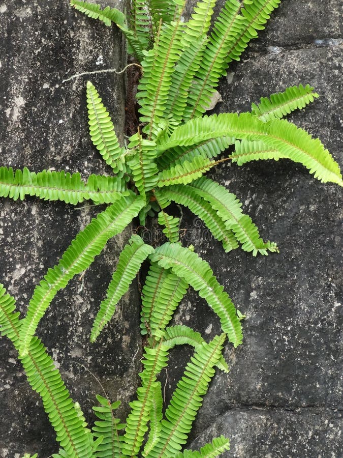 Fernery stock photo. Image of fern, fernery, creeping - 79139232
