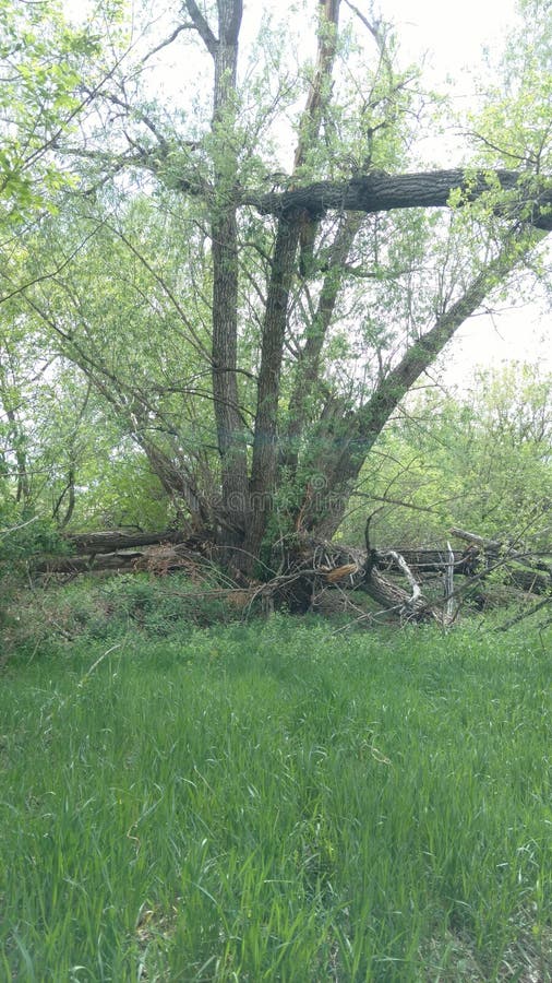 Ferngully Tree Stock Photos - Free & Royalty-Free Stock Photos from ...