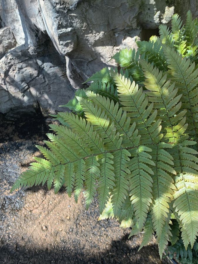 Fernleaf stock photo. Image of tree, branch, shrub, fern - 250516880