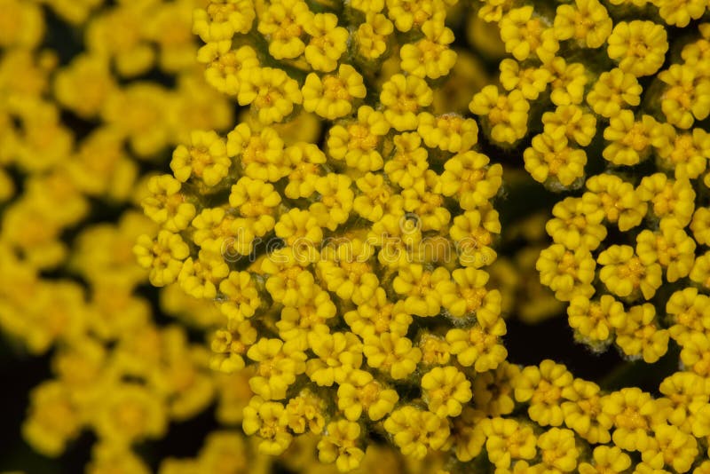 Fernleaf Garbe Schafgarbe Oder Stockfoto - Bild von hell, muster: 194151428