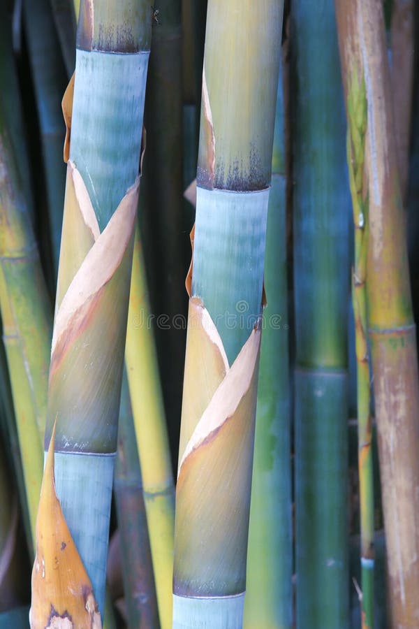 Fernleaf hedge bamboo stock photo. Image of bamboo, multiplex - 34199096