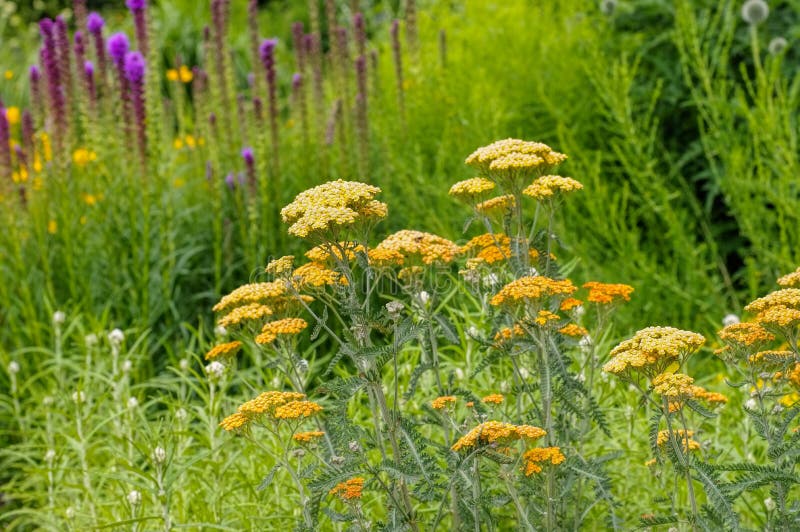 Fernleaf Yarrow Flowers Achillea Filipendulina Stock Photo - Image of ...