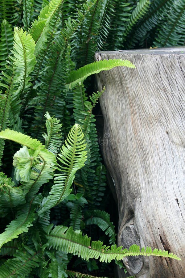 Ferns stock photo. Image of trunk, natural, botanical - 24905452