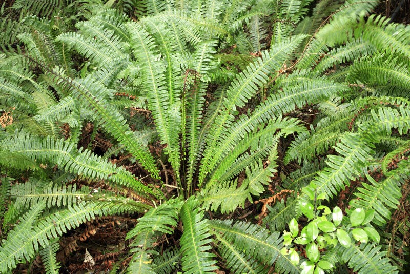 June Lush Ferns stock photo. Image of summer, nature - 14702558