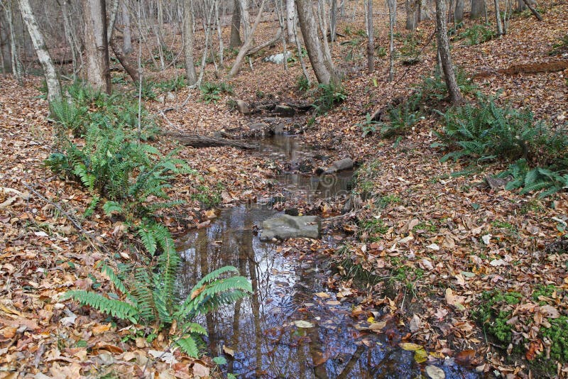 423 Border Ferns Stock Photos - Free & Royalty-Free Stock Photos from ...