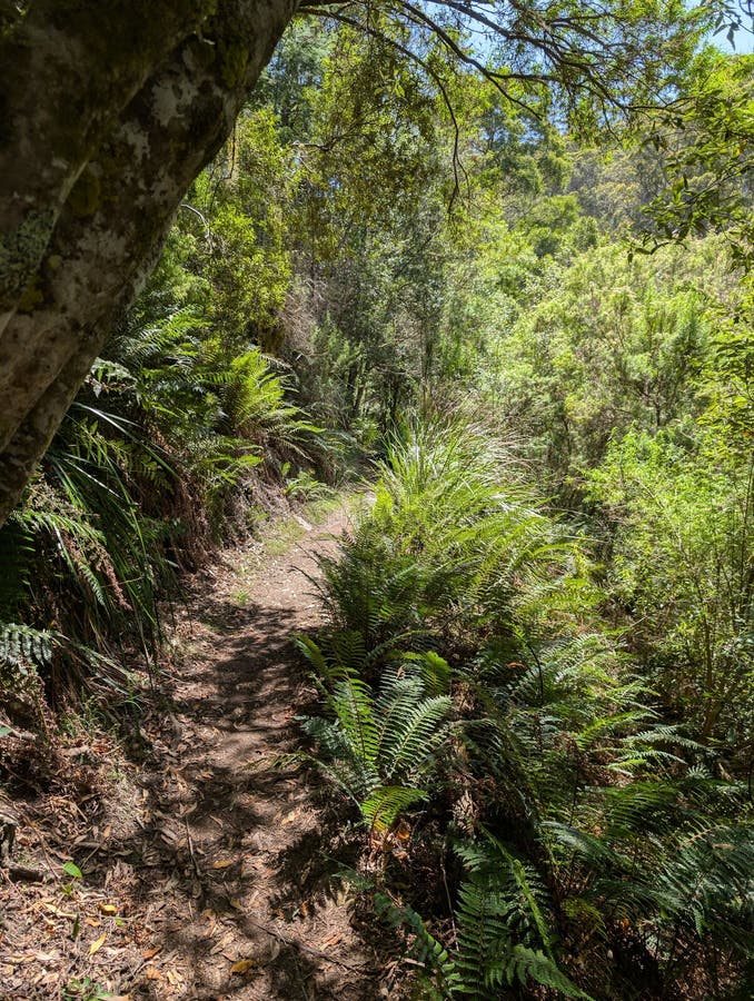 A Walkway through Tasmanian Forest. Stock Image - Image of vegetation ...