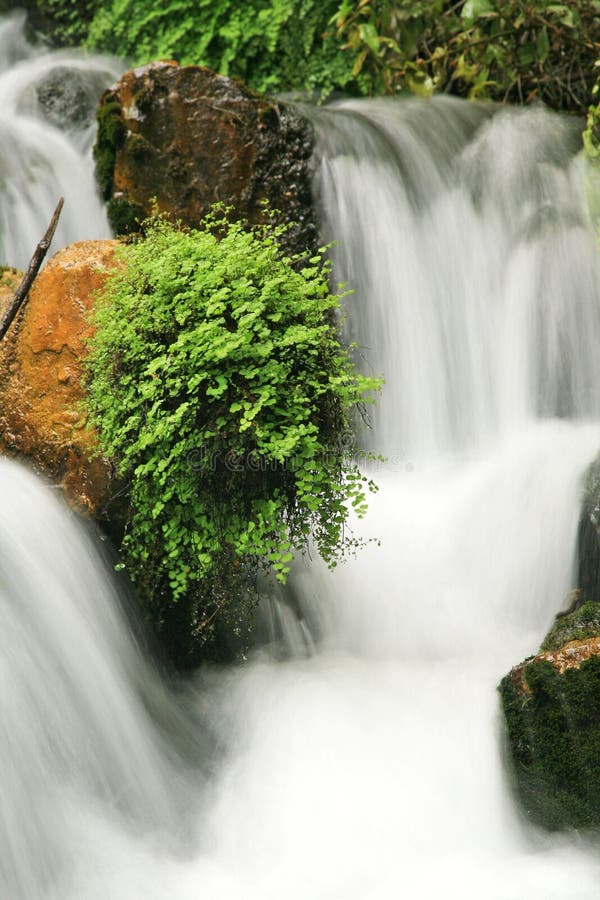 Ferns Amidst the Flow stock image. Image of water, plant - 18829109