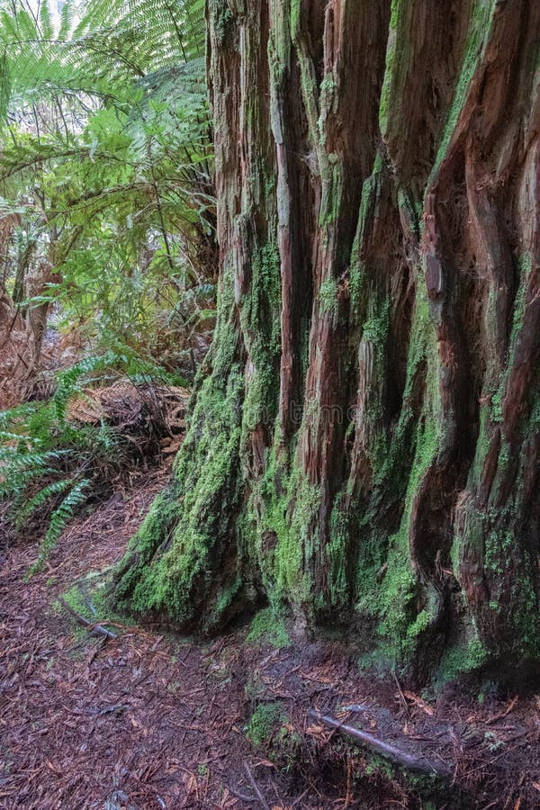 Ferns and Ancient Tree with Rough, Moss-covered Bark in Rainforest ...