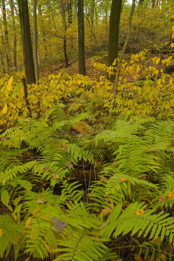 Ferns in autumn forest. stock image. Image of autumn - 102636467