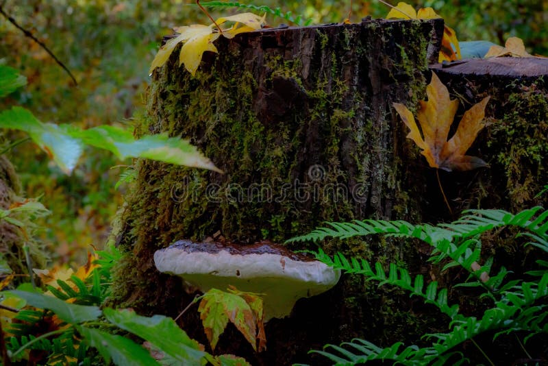 Ferns, Autumn Leaves, Tree Stump in the Middle of the Woods Stock Photo ...