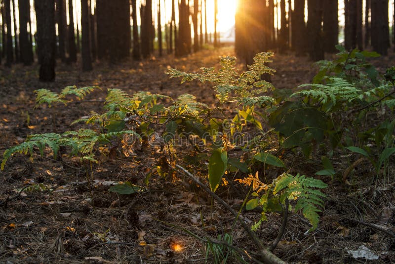 Ferns in backlit sunlight stock image. Image of backlit - 71680867