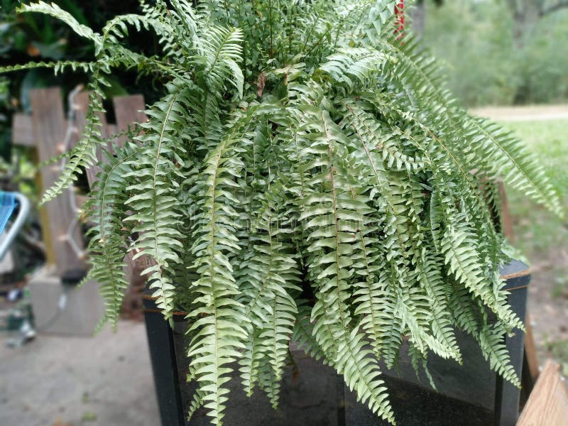 Ferns are beautiful stock image. Image of produce, branch - 198815475