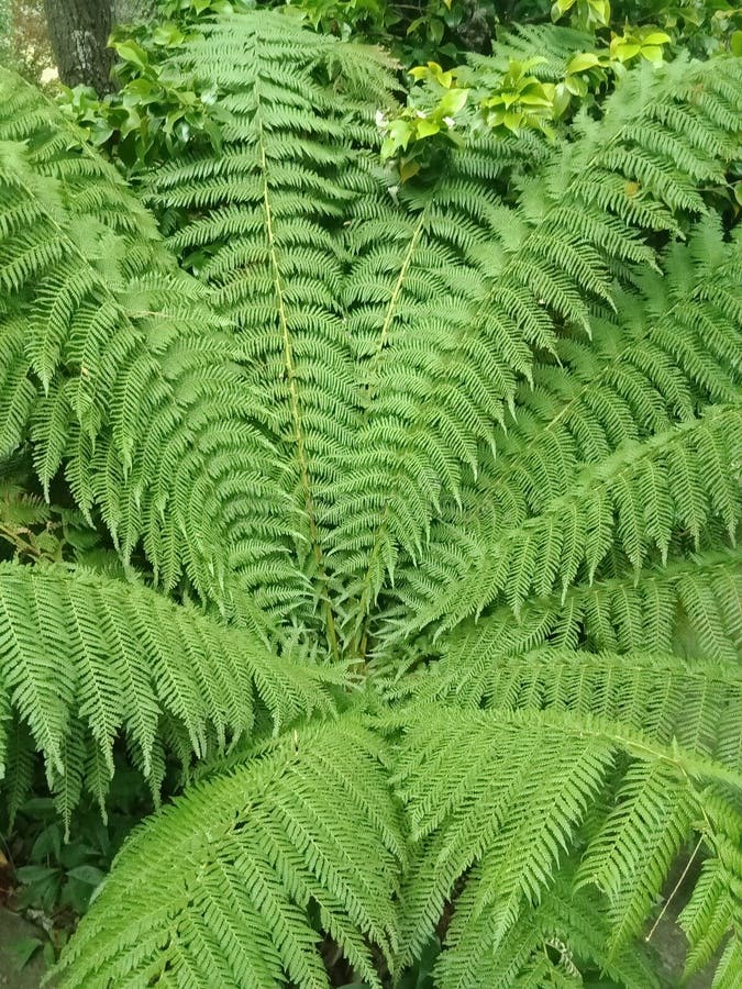 Ferns stock image. Image of beautiful, tree, fern, green - 137380685